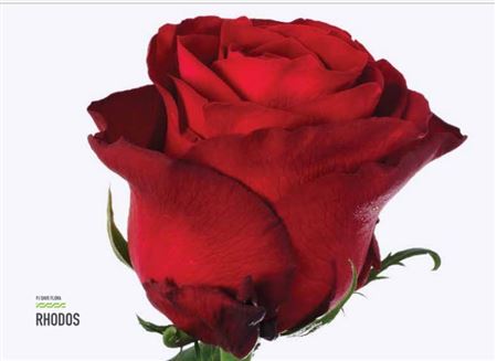 Rose Rhodos – Talking Roses