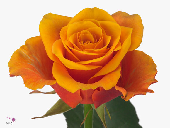 Rose Espana - Talking Roses