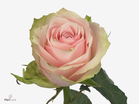 Rose Pink Athena - Talking Roses