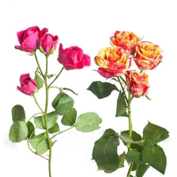 Spray Rose Mix - Talking Roses
